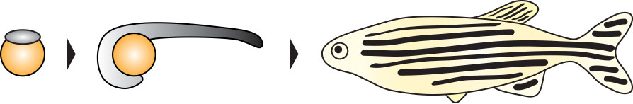 Junker Lab Berlin – Quantitative developmental biology